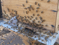 Loque americana (LA) | SAG