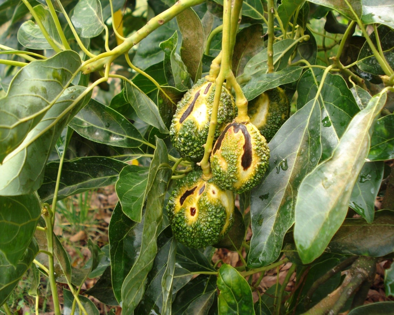 AVOCADO SUNBLOTCH VIROID - COSTA RICA