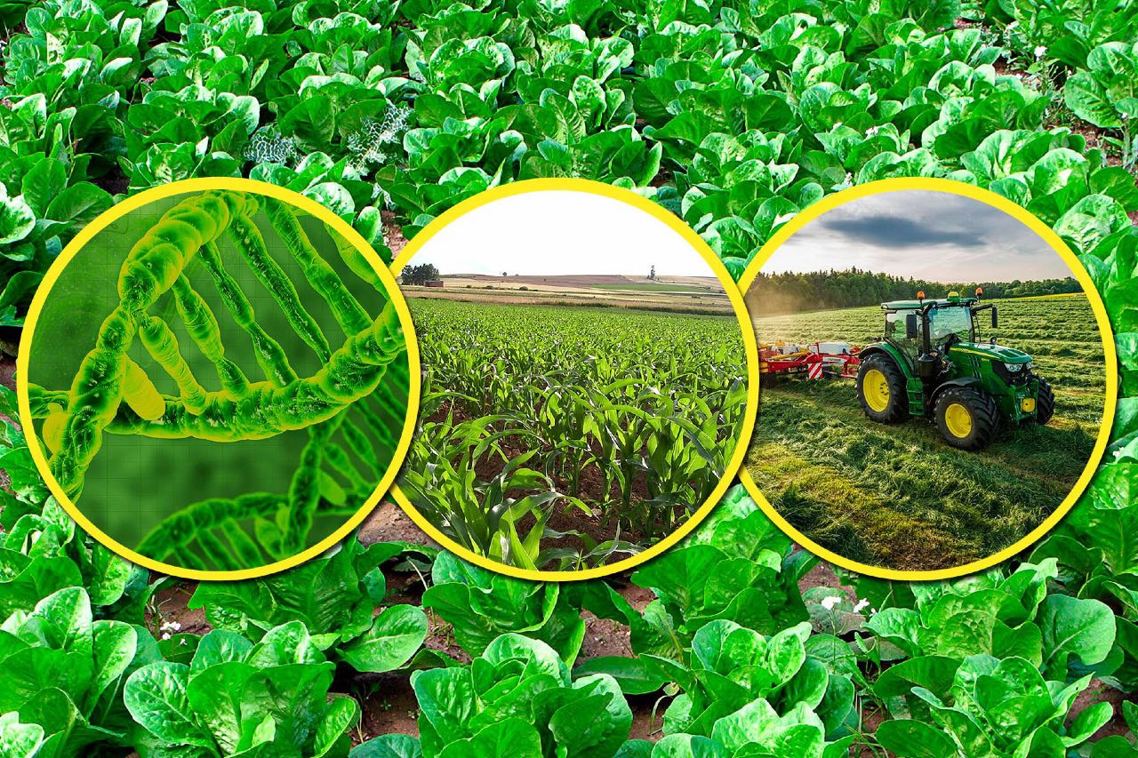 Organismos Genéticamente Modificados (OGM) | SAG