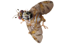 Plagas cuarentenarias ausentes | SAG